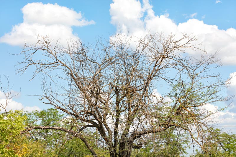 Spreading Withered Tree Against the Blue Sky and Spring Greenery Stock ...