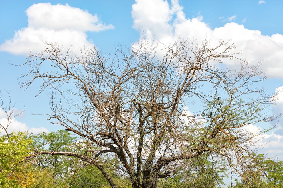 Spreading Withered Tree Against the Blue Sky and Spring Greenery Stock ...