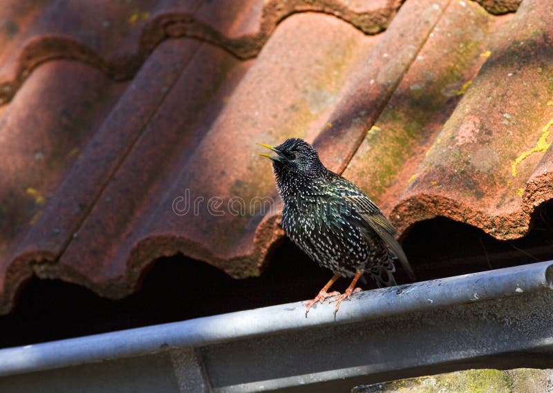 Spreeuw; Common Starling; Sturnus Vulgaris Stock Photo - Image of ...