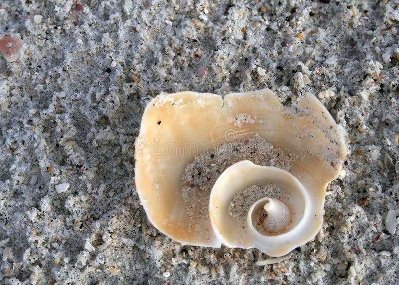 Nautilus Spiral Shell Section Stock Photo - Image of invertebrate ...