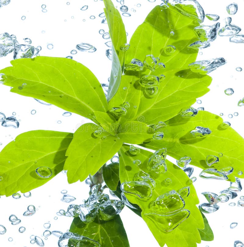 Sprig stock image. Image of flora, aqua, leaf, organic - 11275179