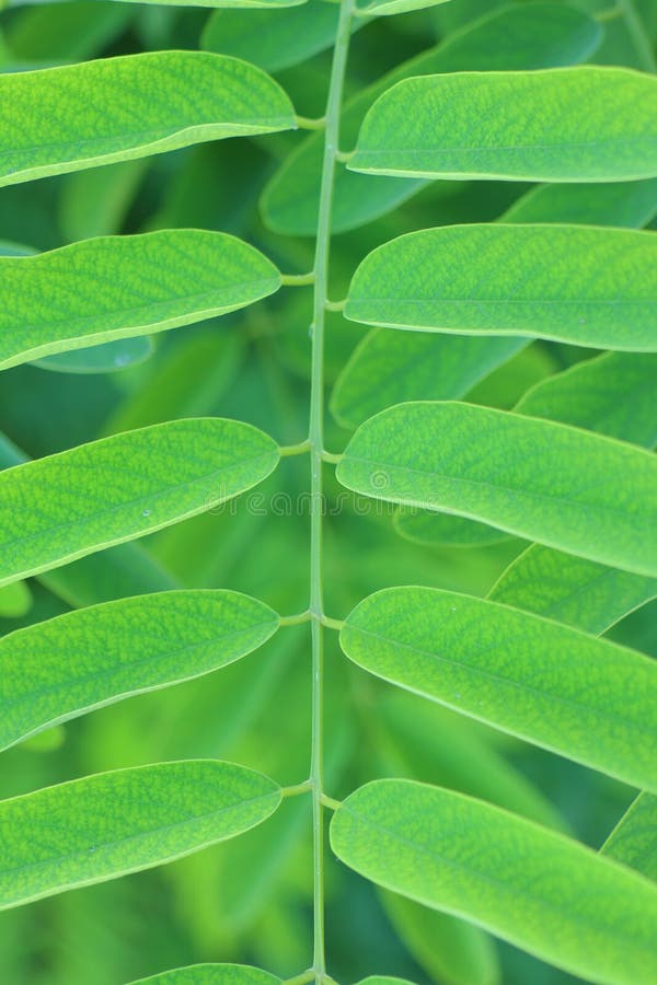 Sprig of Acacia pods with stock photo. Image of background - 14888024