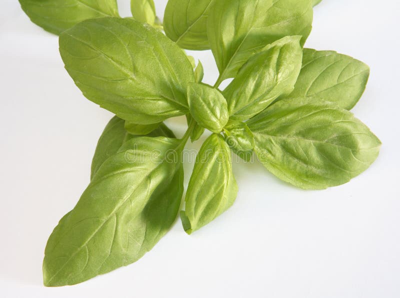 Sprig of Basil stock photo. Image of cooking, herb, cuisine - 98010