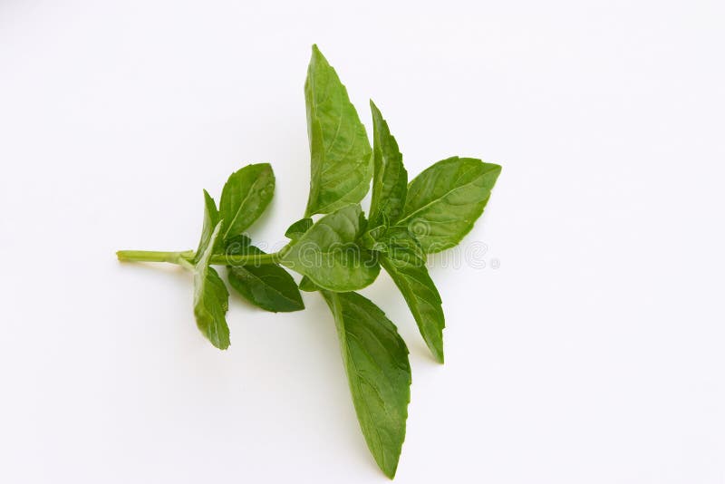 Sprig of Basil stock photo. Image of cooking, herb, cuisine - 98010