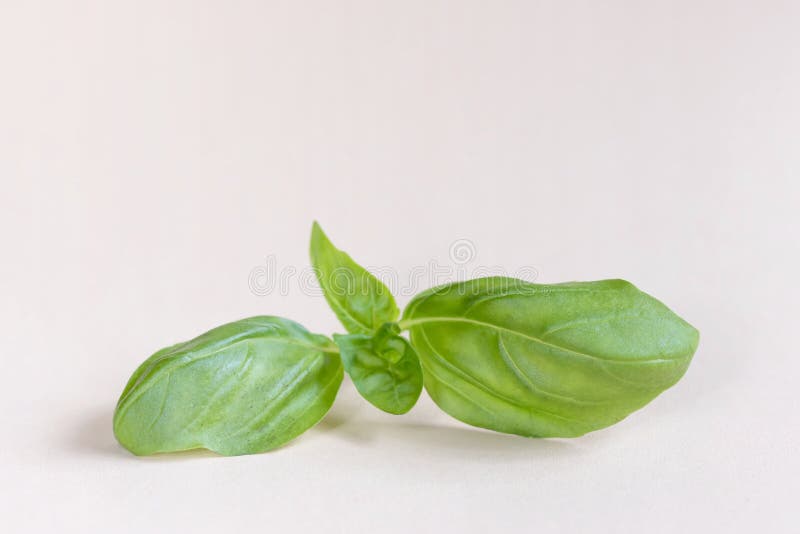 Sprig of basil stock photo. Image of closeup, healthy - 178196050