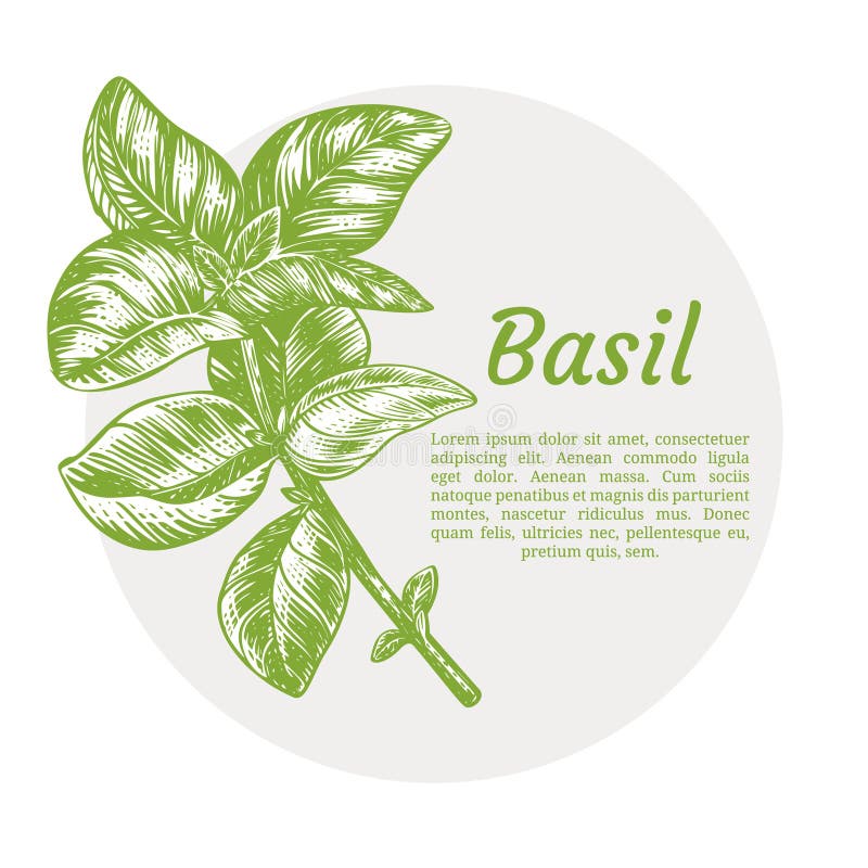 Sprig of Basil. Design Template. Vector Illustration Stock Vector ...