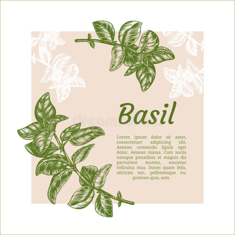 Sprig of Basil. Design Template. Vector Illustration Stock Vector ...