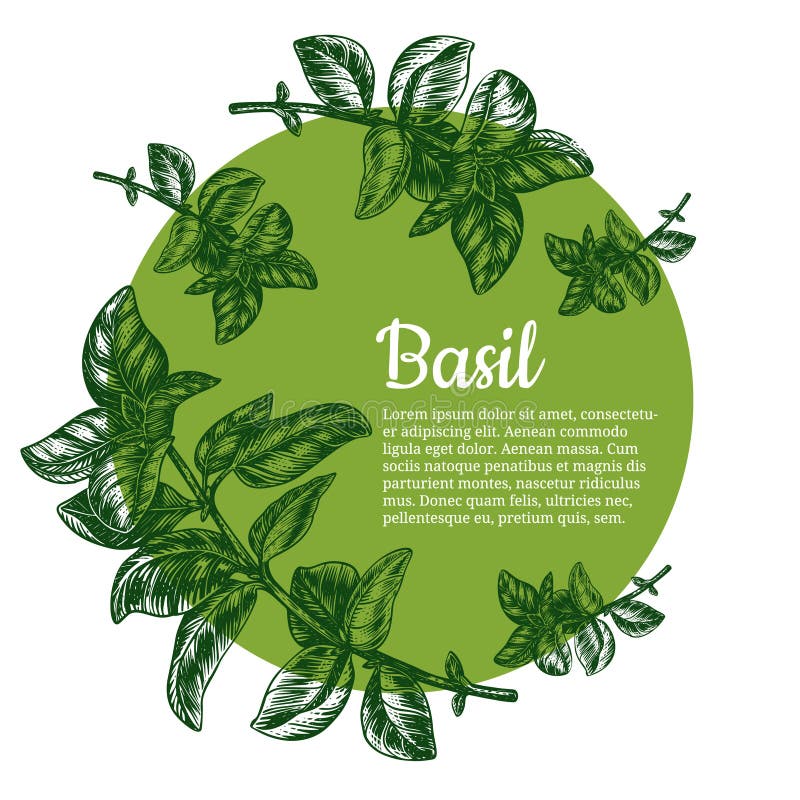 Sprig of Basil. Design Template. Vector Illustration Stock Vector ...