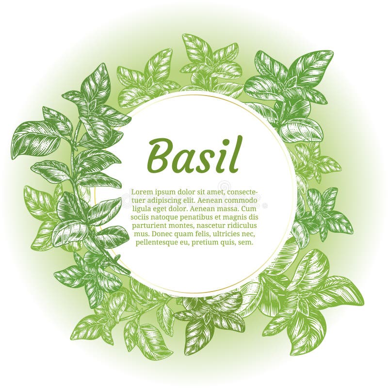 Sprig of Basil. Design Template. Vector Illustration Stock Vector ...