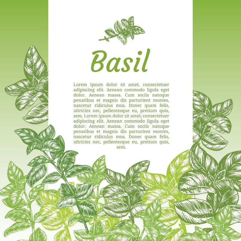 Sprig of Basil. Design Template. Vector Illustration Stock Vector ...