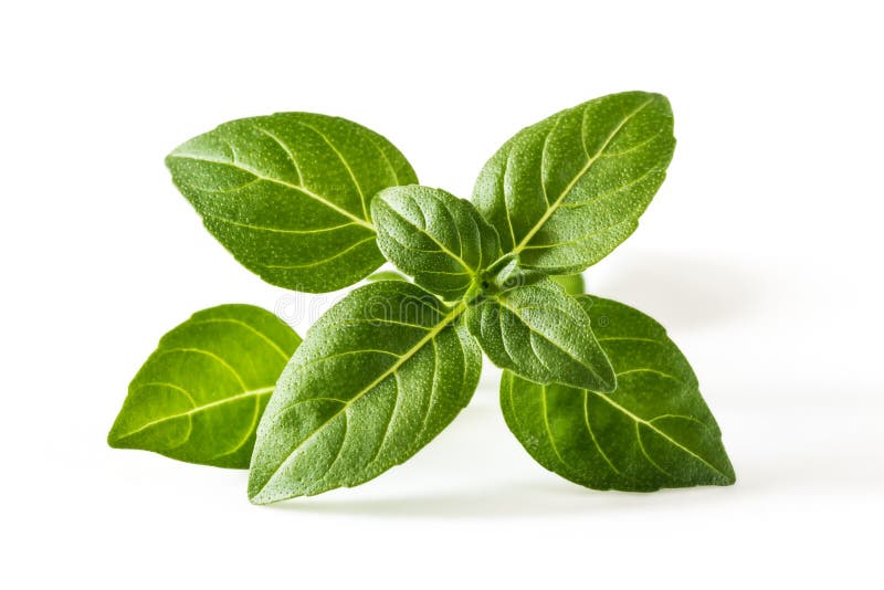 Sprig of basil stock photo. Image of ingredient, basil - 152673904