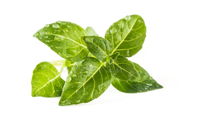 Sprig of Basil stock photo. Image of cooking, herb, cuisine - 98010