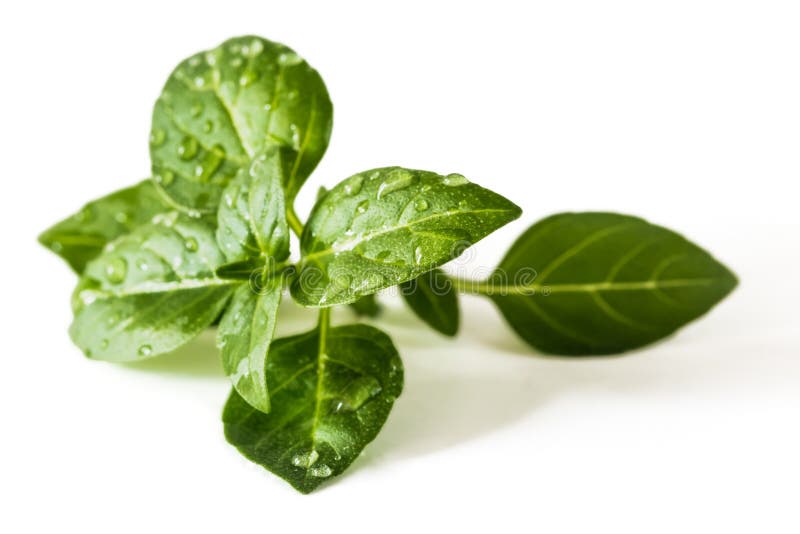 Sprig of basil stock photo. Image of ingredient, basil - 152673904