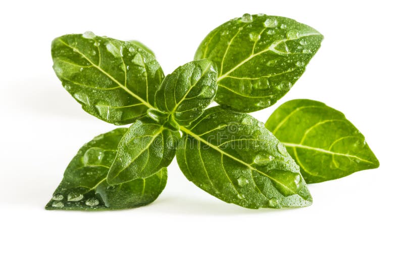 Sprig of basil stock image. Image of italian, green, leaves - 7934929