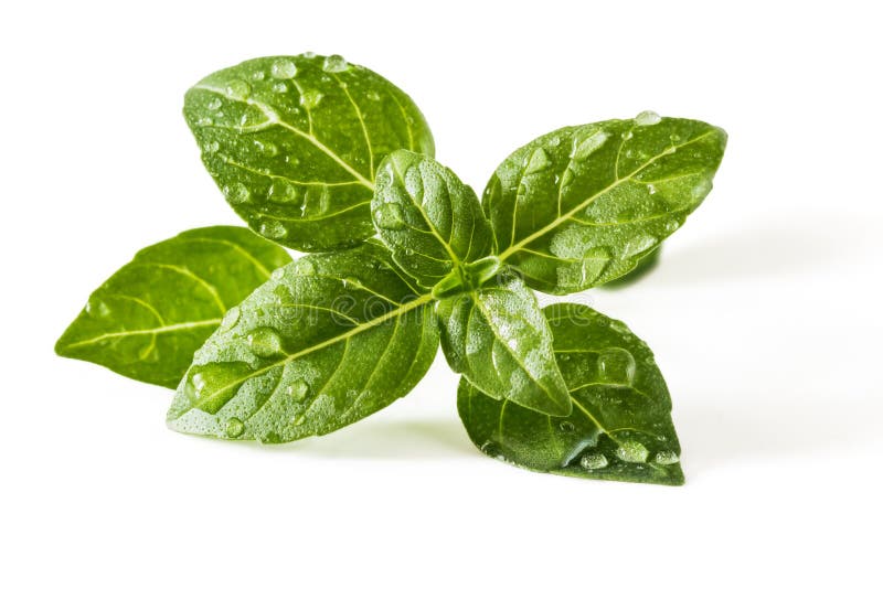 Sprig of basil stock photo. Image of freshness, cuisine - 152672354