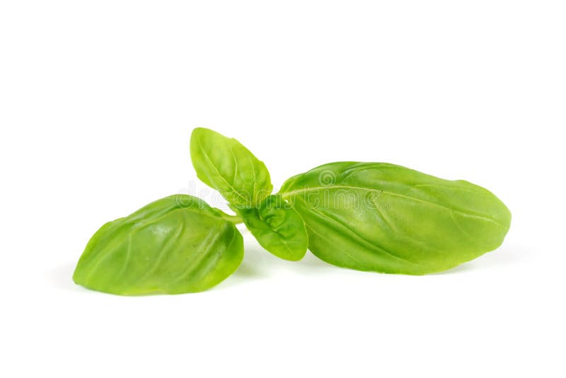 Sprig of basil on a white stock photo. Image of closeup - 178195010
