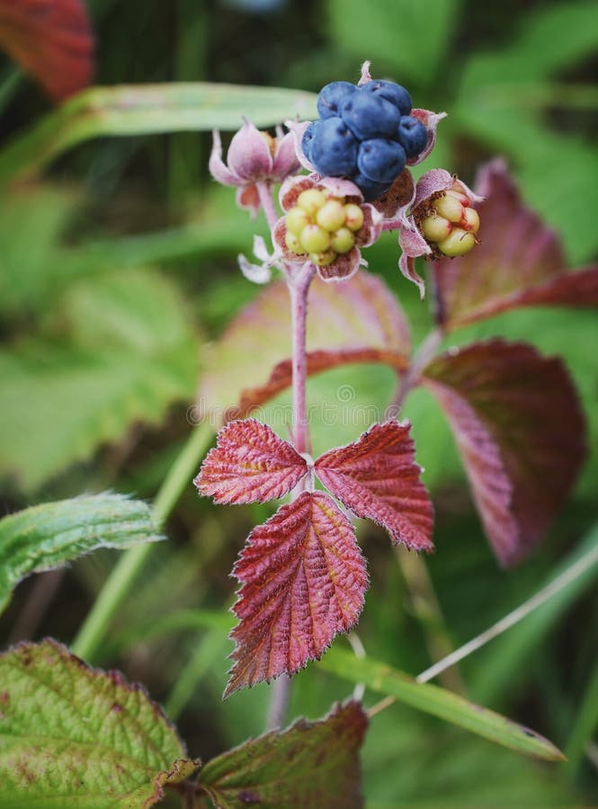 Blackberry sprig stock image. Image of sprig, front - 138862977