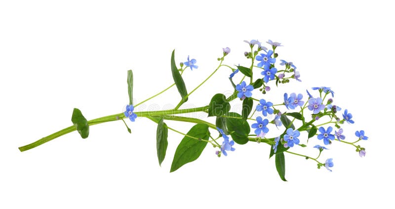 Sprig of Blue Forget-me-not (brunnera) Flowers Isolated on White ...