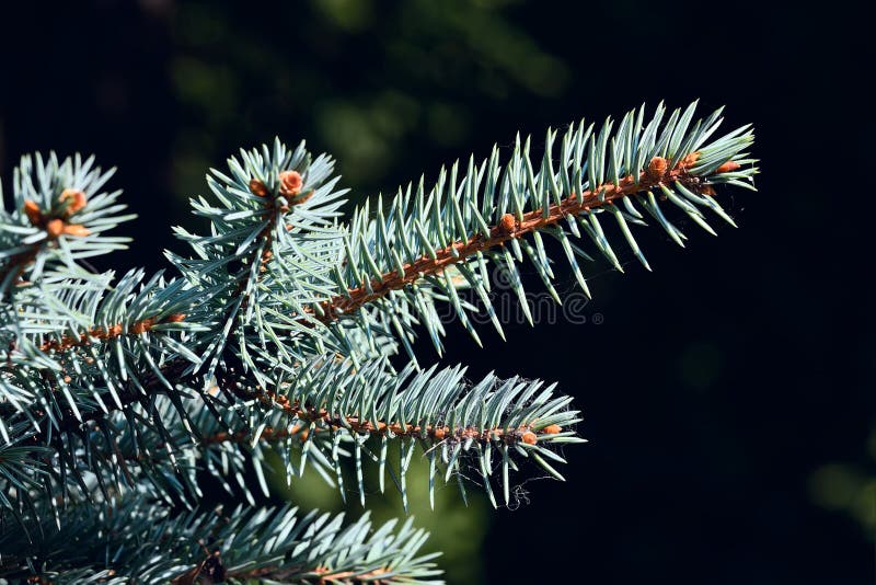 Sprig of blue spruce stock image. Image of edgy, beautiful - 44779835