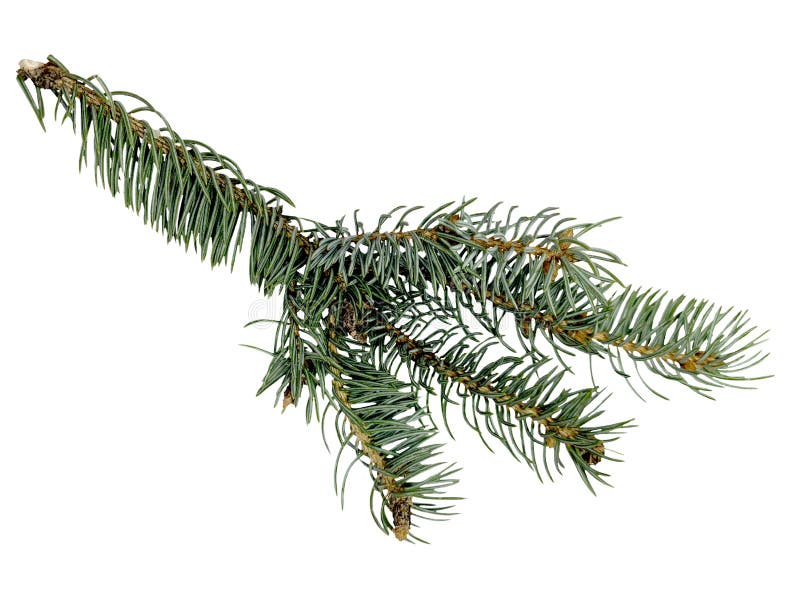 A Sprig of Blue Spruce Under the Snow on a Natural Background Stock ...