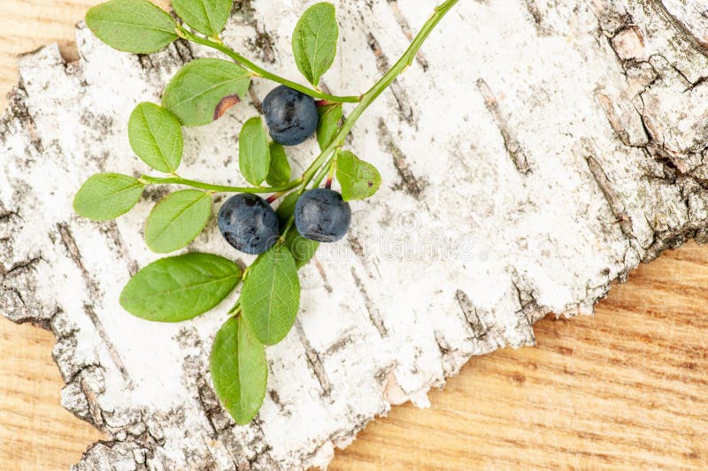 Sprig of Blueberries in the Fingers of the Girl Stock Photo - Image of ...