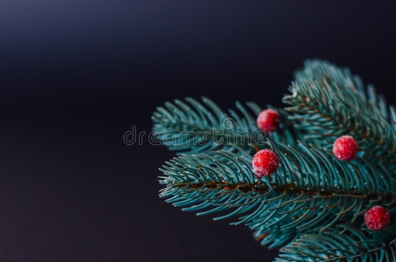 Sprig of Christmas Trees with Red Berries. Stock Photo - Image of ...