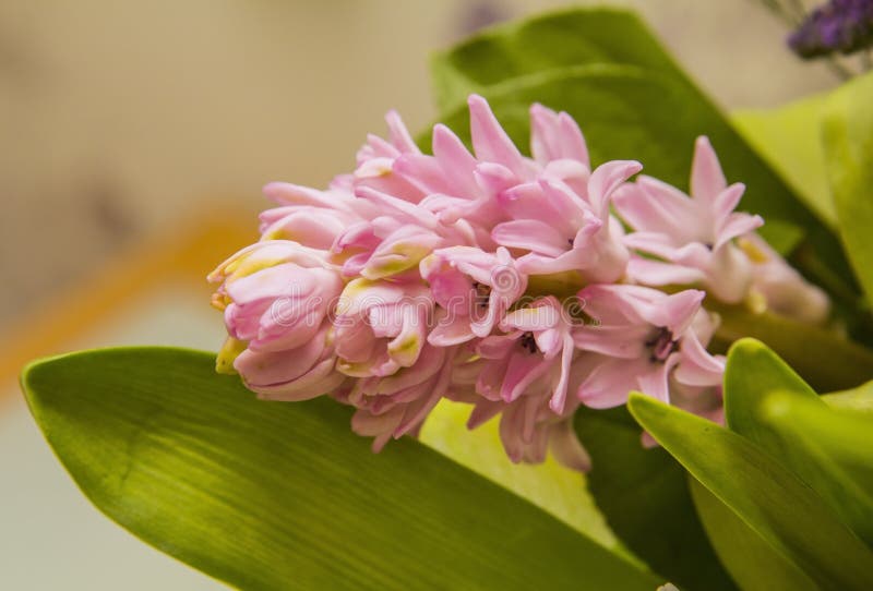 Sprig of Delicate Pink Flowering Hyacinth Stock Photo - Image of house ...