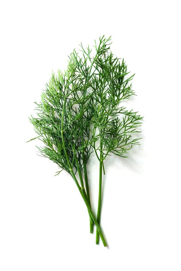 Sprig of dill on a white stock photo. Image of freshness - 191097574