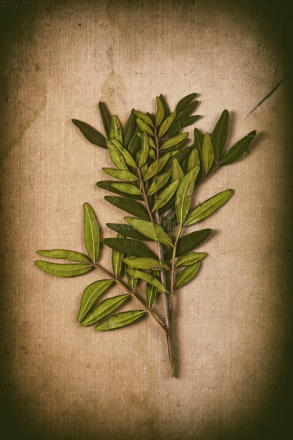 A Sprig of a Dried Flower from a Herbarium Stock Image - Image of plant ...