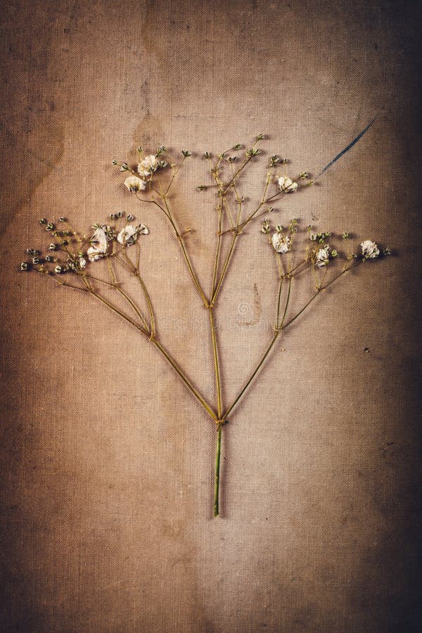 A Sprig of a Dried Flower from a Herbarium Stock Image - Image of plant ...
