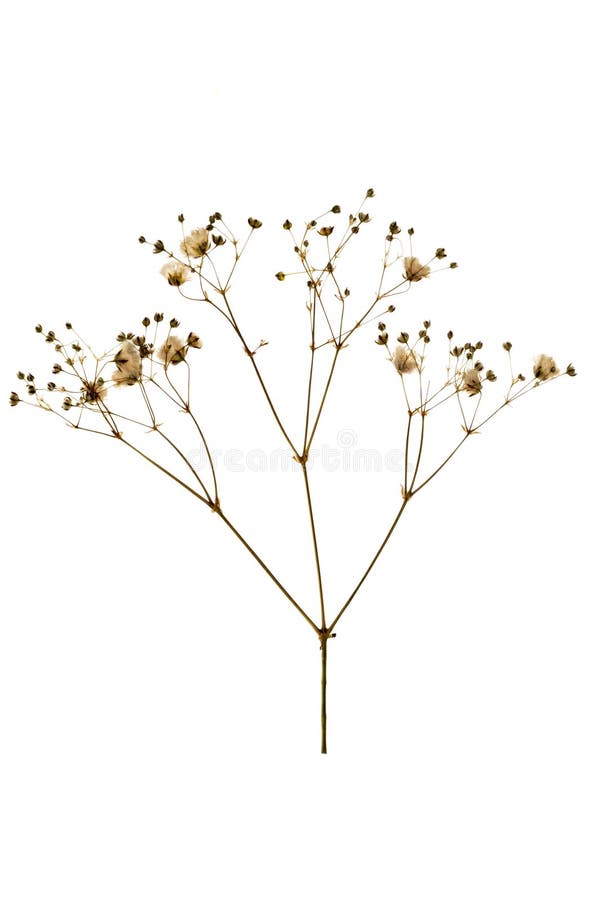 A Sprig of a Dried Flower from a Herbarium Stock Image - Image of plant ...