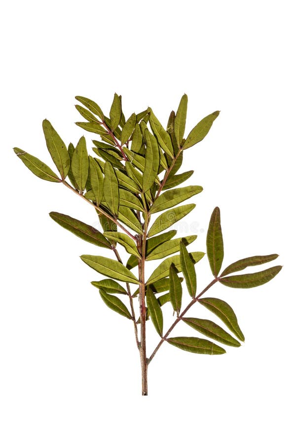 A Sprig of a Dried Flower from a Herbarium Stock Image - Image of plant ...