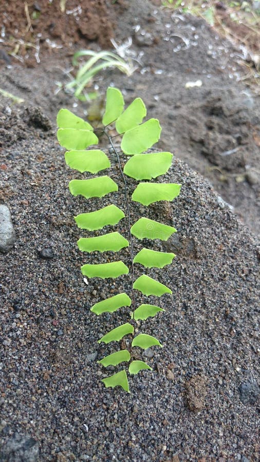 A Sprig of Fern Above the Sandbar Stock Image - Image of sandbar, fern ...