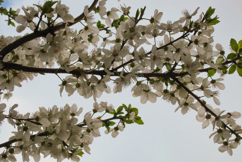 Sprig Flowers on Tree Branches Stock Image - Image of green, flora ...