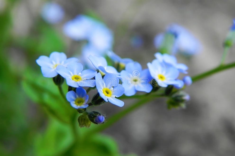 Sprig of Forget-me-nots stock photo. Image of bloom, flowers - 92204208