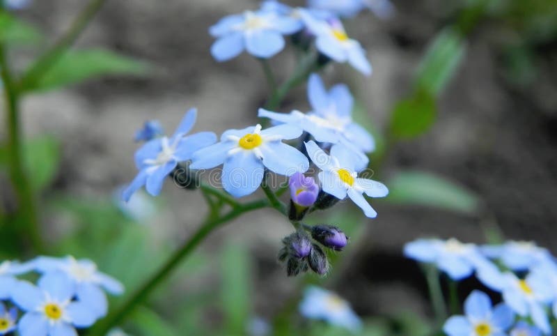Sprig of Forget-me-nots stock image. Image of garden - 92952003
