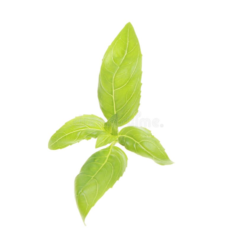 Sprig of fresh basil stock image. Image of shoot, herb - 16174431