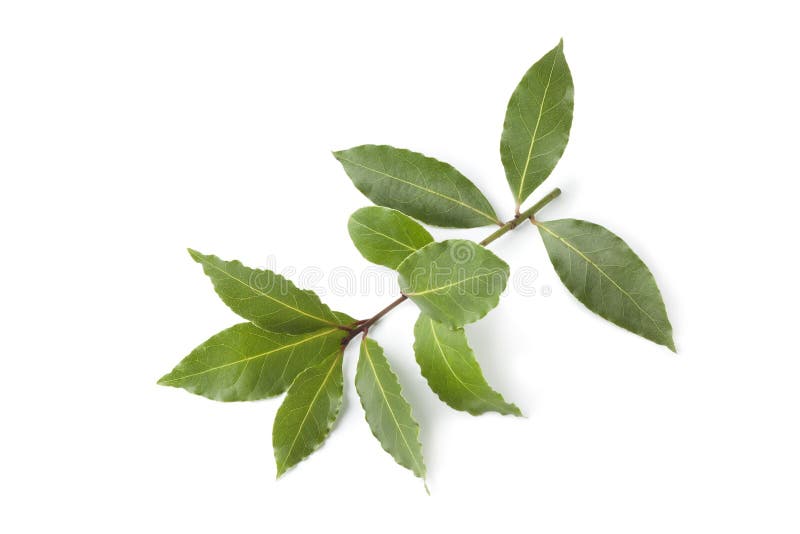 Sprig of fresh bay leaves stock image. Image of white - 18837729