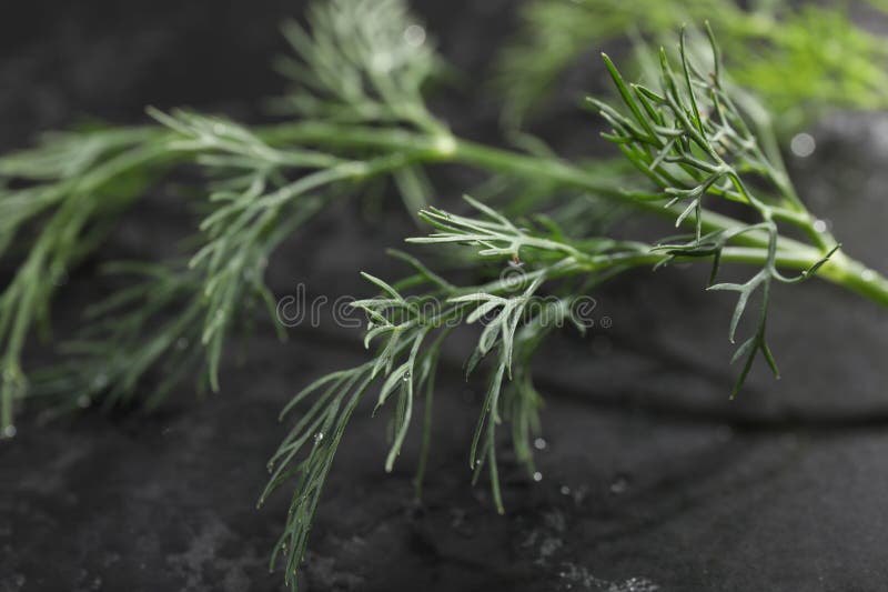Sprig of Fresh Green Parsley Leaves Isolated on White Stock Photo ...
