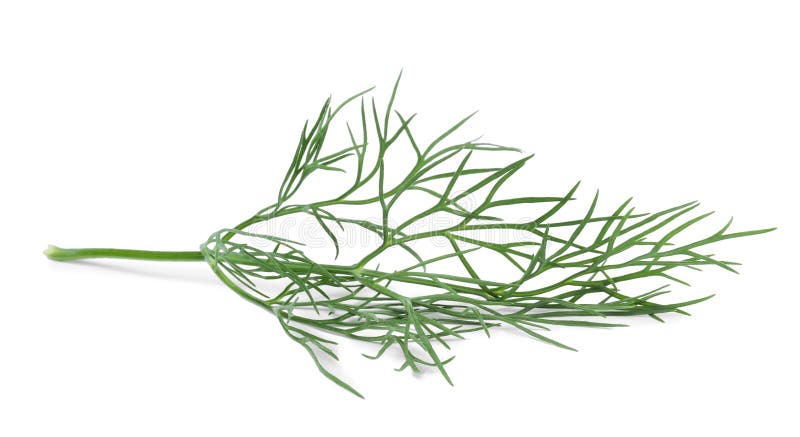 Sprig of Fresh Dill Isolated on White Stock Image - Image of harvest ...