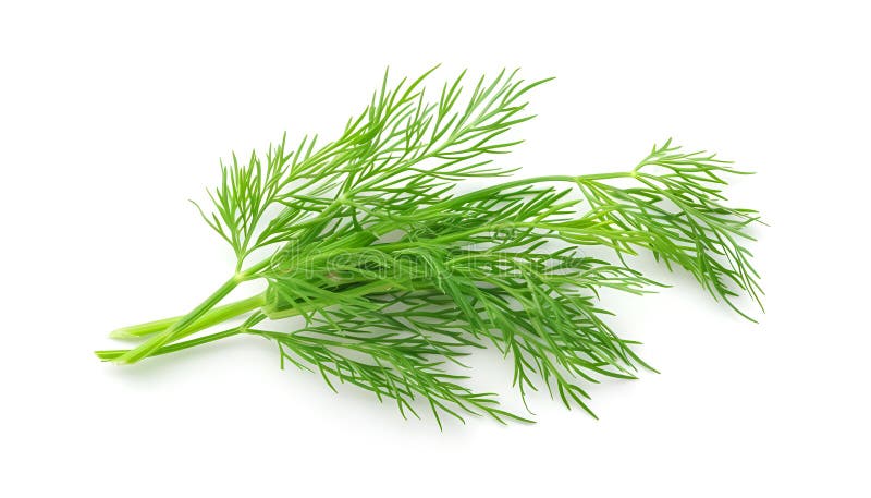 Sprig of Fresh Dill Isolated on White Stock Photo - Image of spice ...