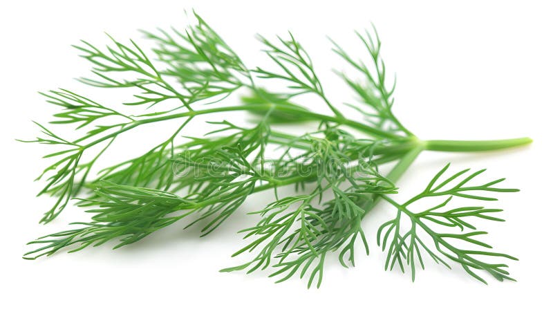 Sprig of Fresh Dill Isolated on White Stock Photo - Image of food, rope ...