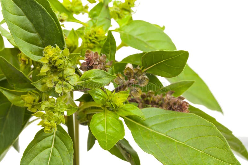 Sprig of Fresh Green Basil with Flowers. Isolated on White Background ...
