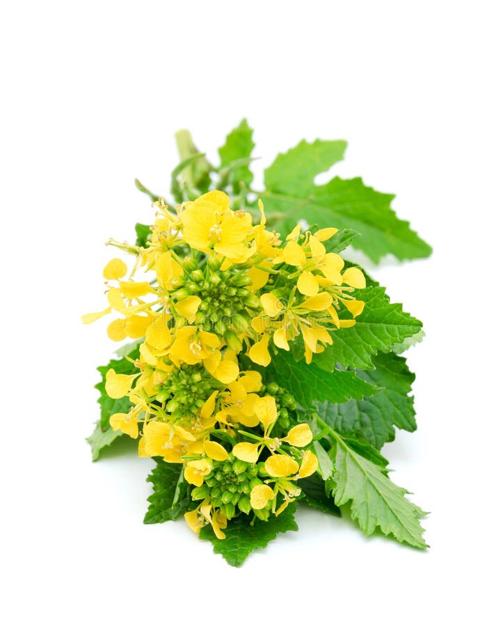 1,661 Rapeseed Isolated Stock Photos - Free & Royalty-Free Stock Photos ...