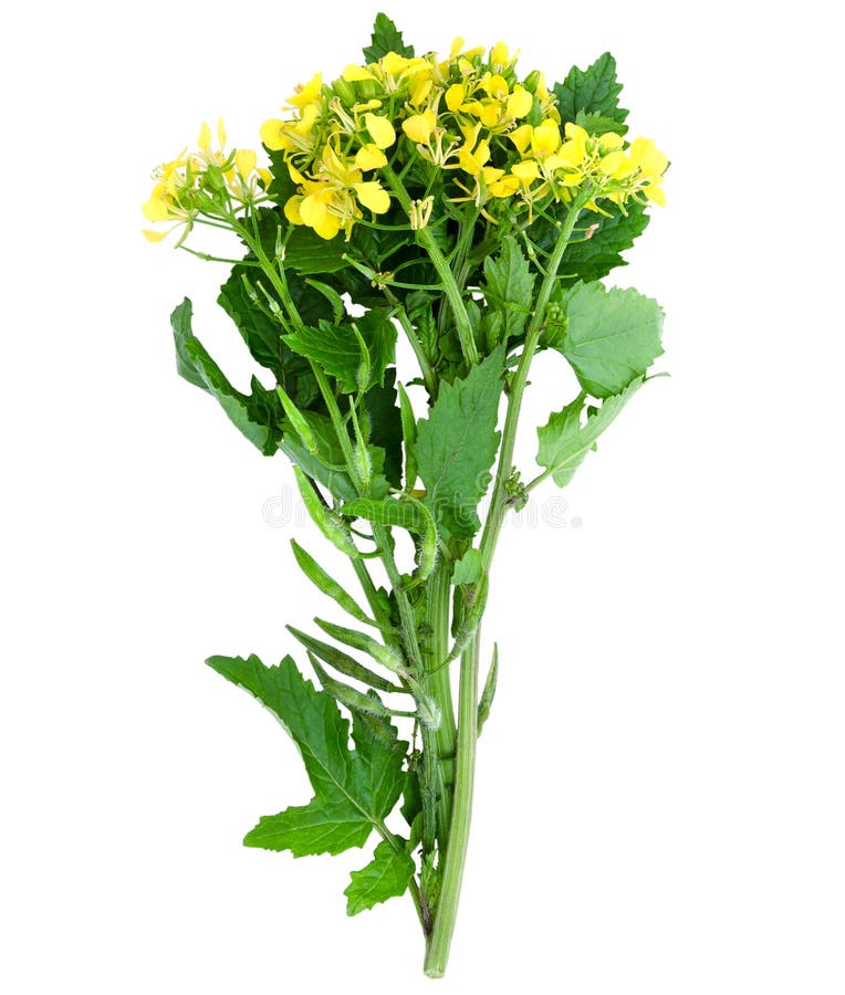 1,661 Rapeseed Isolated Stock Photos - Free & Royalty-Free Stock Photos ...