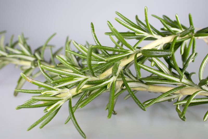 Sprig of Fresh Rosemary Isolated Stock Photo - Image of rosemary ...