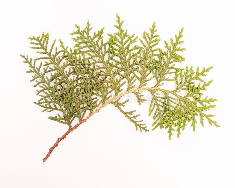 Sprig of green arborvitae stock image. Image of branch - 41740147