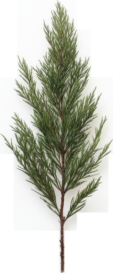 Sprig of Green Foliage Against Transparent Background, Botanical Study ...