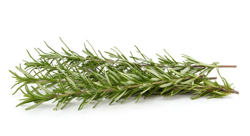 Sprig of green rosemary stock photo. Image of plant - 271741528