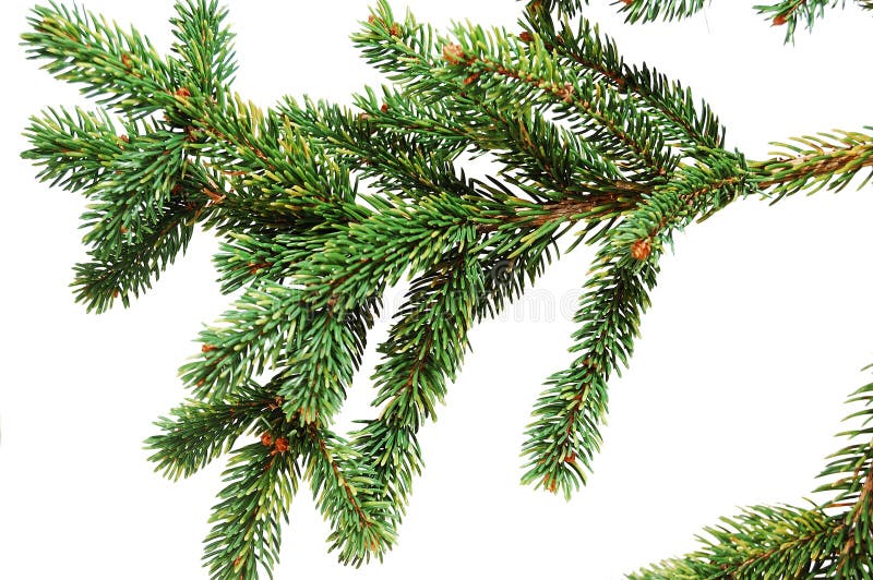 Sprig green spruce stock photo. Image of christmas, lush - 13078794